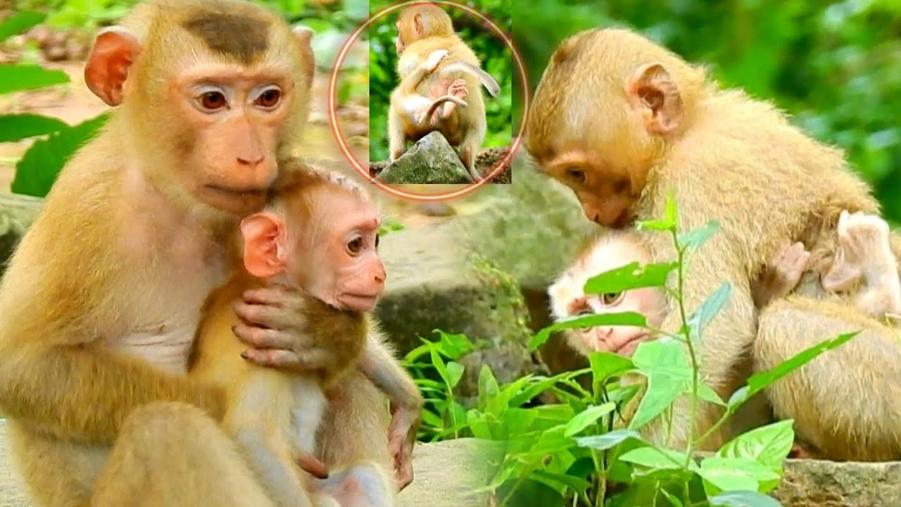 Monkey Rainbow hu.g.ged Lucie and ran fast, but was taken back by Rojo ...
