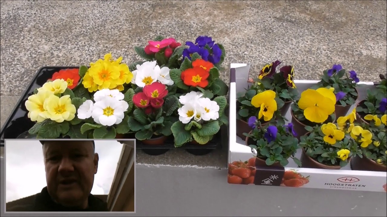 20 Primula Viola and Pansies For a Tenner at McKees - YouTube