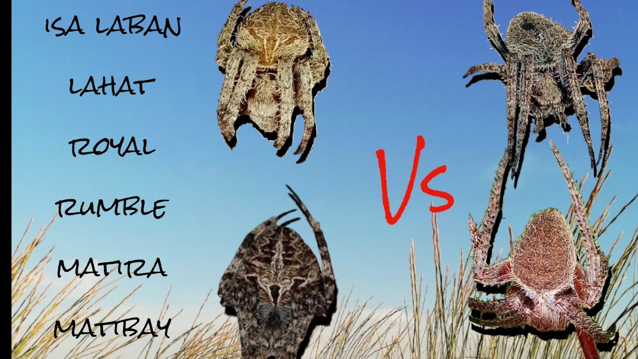 4 pcs royal rumble iba't ibang linyang gagamba #spidersoftheworld # ...