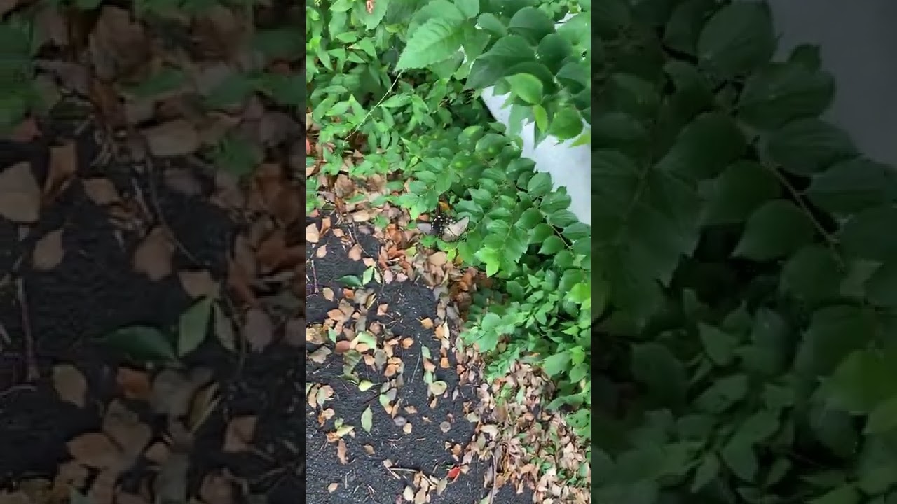 Mating couples on the road - YouTube