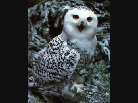 Tribute to Wolves and Owls - shapeshift - YouTube