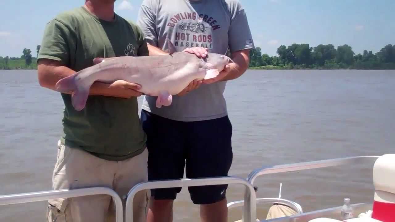 Catfish jugging on the Mississippi River - YouTube
