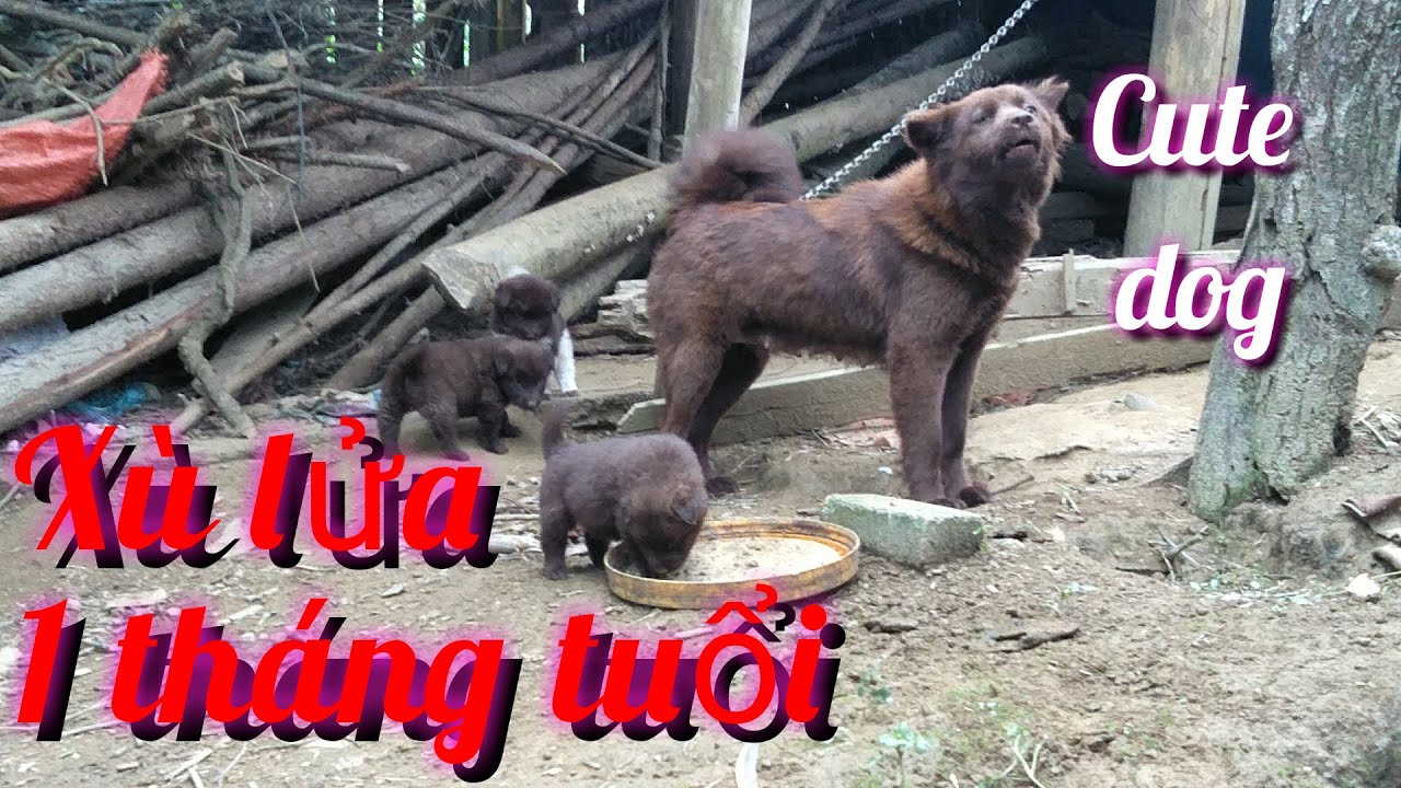 Những chú chó con xù lửa 🔥 chó Bắc Hà 1 tháng tuổi / Fluffy puppies 🔥 ...