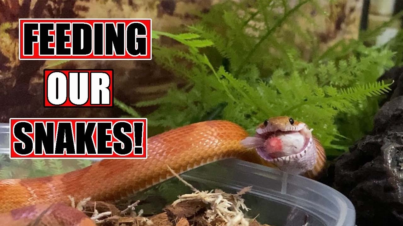 Snake Feeding! Early Thanksgiving Feast! - YouTube