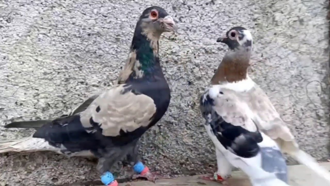 Pair of colorful and rare pigeons - YouTube