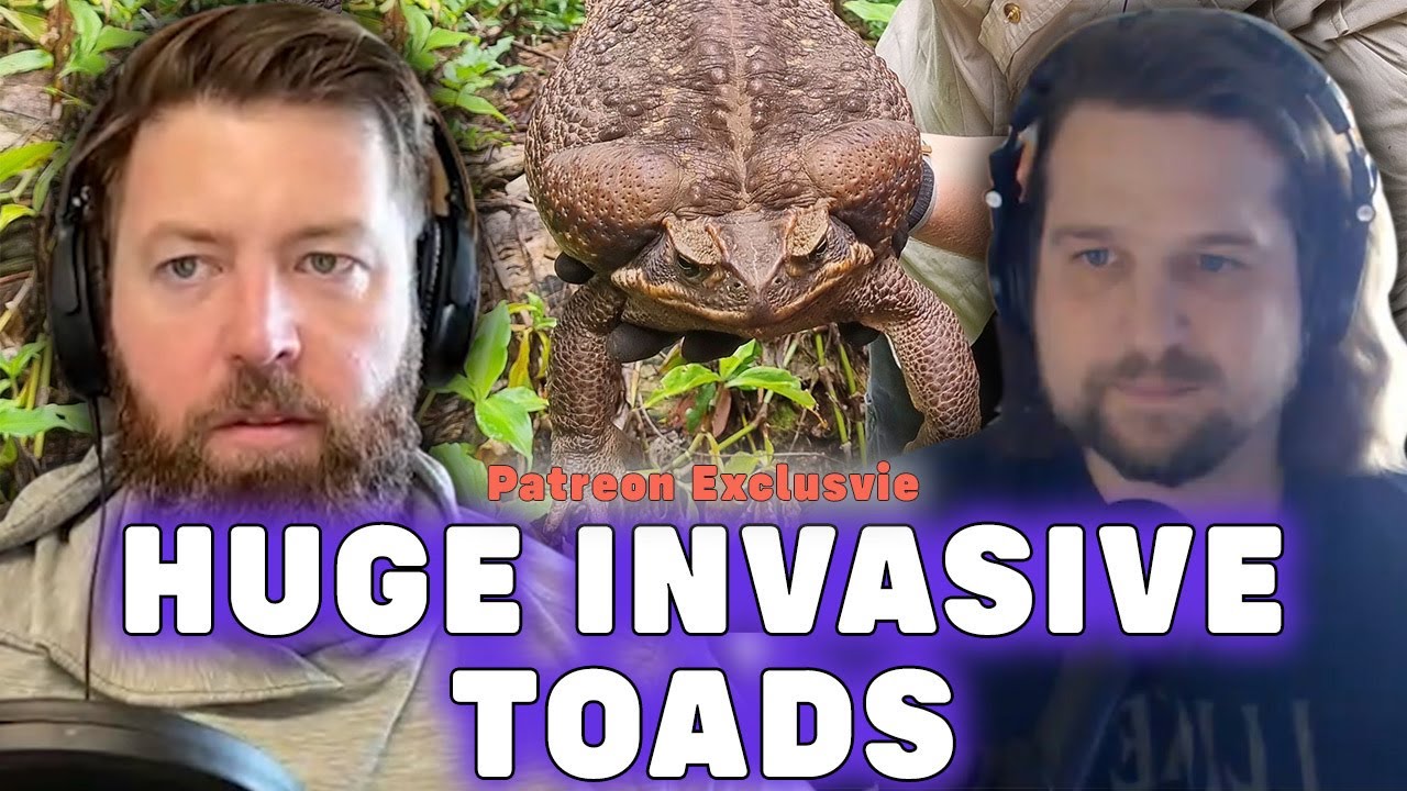World Record Invasive "Toadzilla" in Australia - YouTube