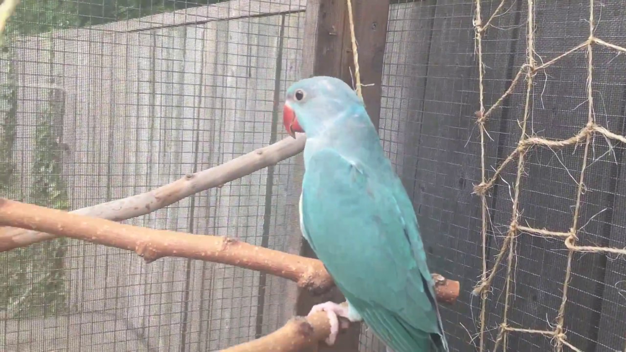 Kili the Indian Ringneck - First Time In The Aviary - YouTube