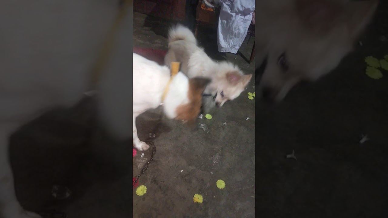 Indian spitz and lab mix dog playing together - YouTube