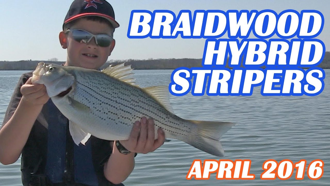 Braidwood Lake Hybrid Stripers! - YouTube