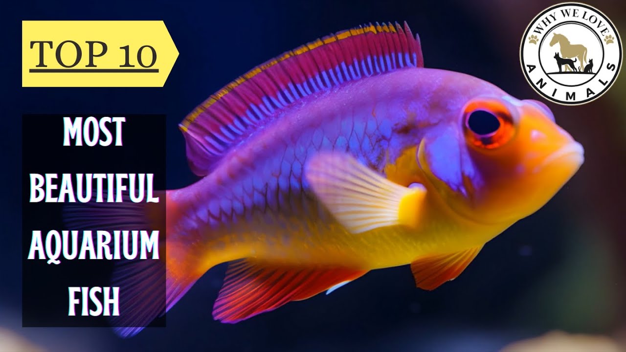Top 10 Most Beautiful Aquarium Fish - YouTube
