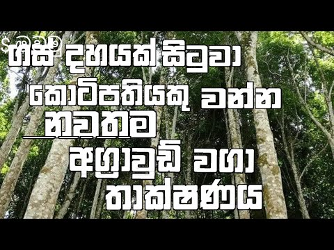 වල්ලාපට්ට වගාව. වල්ලපට්ට වගාව.වල්ලාපට්ටා වගාව.අගාවුඩ් වගාතාක්ෂණය ...