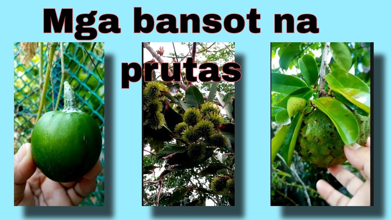 Mga prutas at gulay sa aming backyard - YouTube