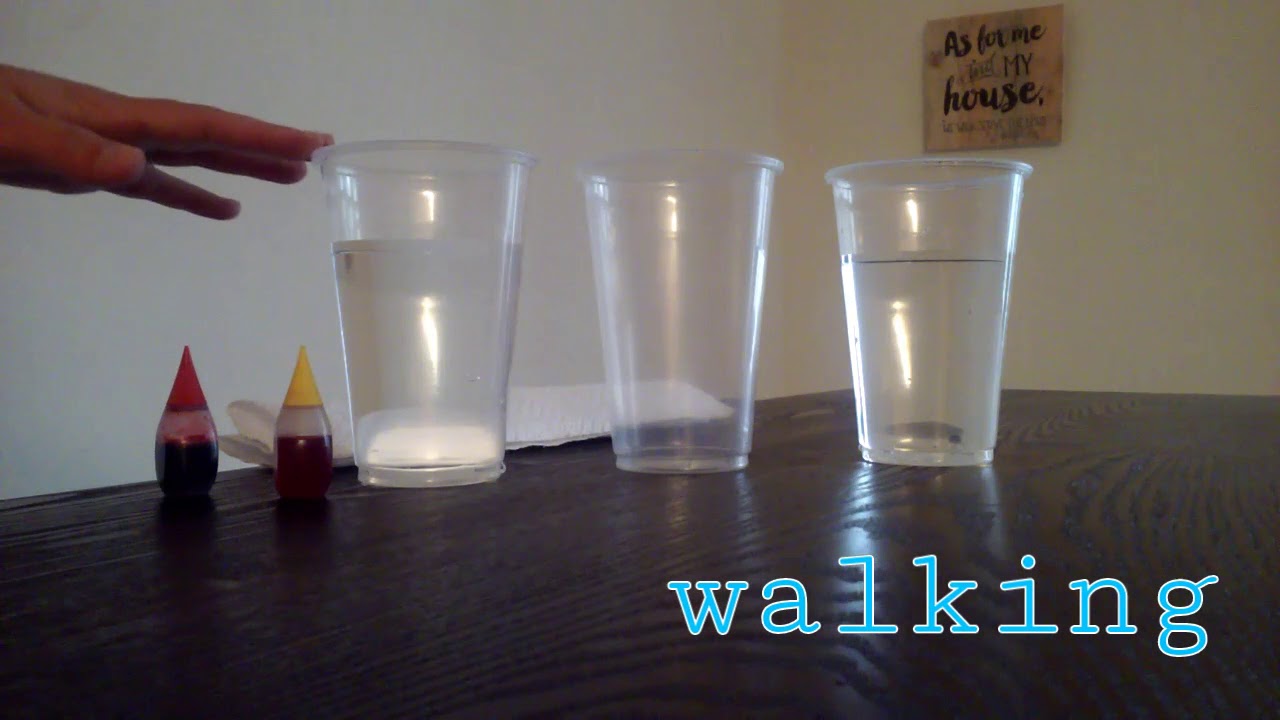 Walking water (simple science experiment) (easy) - YouTube