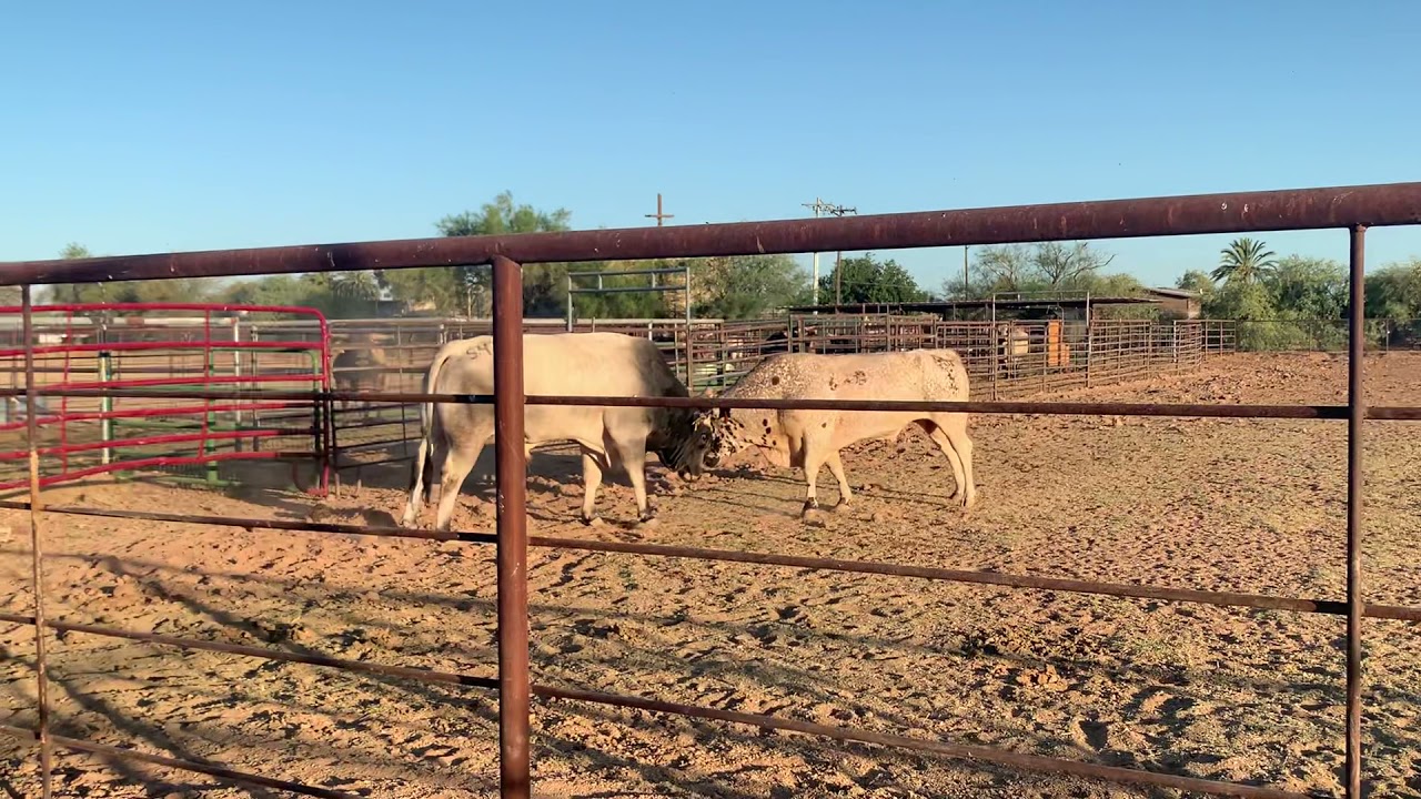One way to split up bucking bulls from fighting. - YouTube