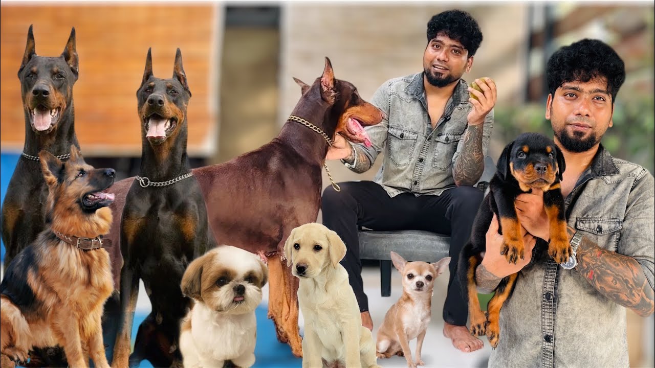Sony Pets | 20 Adult Dogs Sales | Exotic Breeds | Show Quality - YouTube