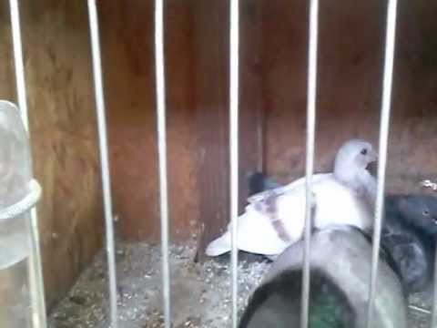 Palomas cubanas en tampa pal maikel de cojimar - YouTube