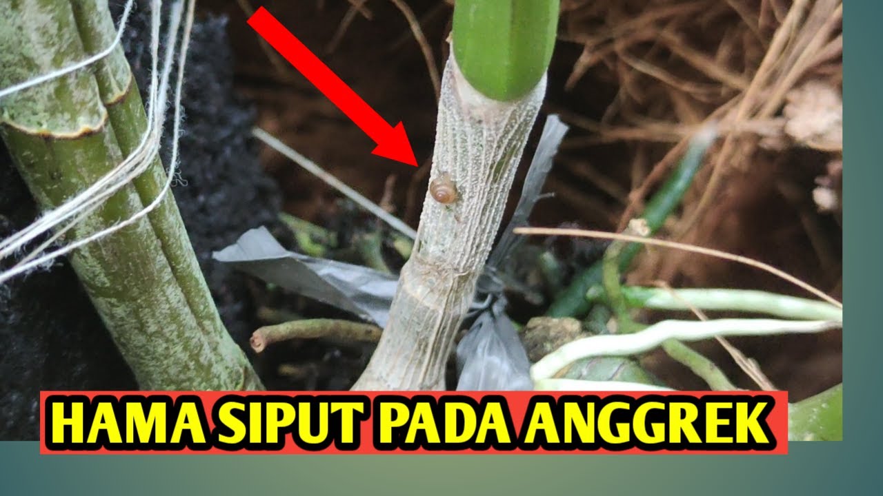 HAMA SIPUT ATAU KEONG PADA ANGGREK DAN CARA MENGATASINYA, #hamatanaman ...