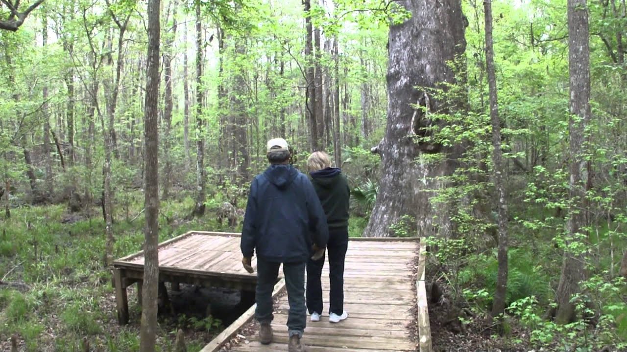 Tales of Old Florida: The Goethe Giant - YouTube