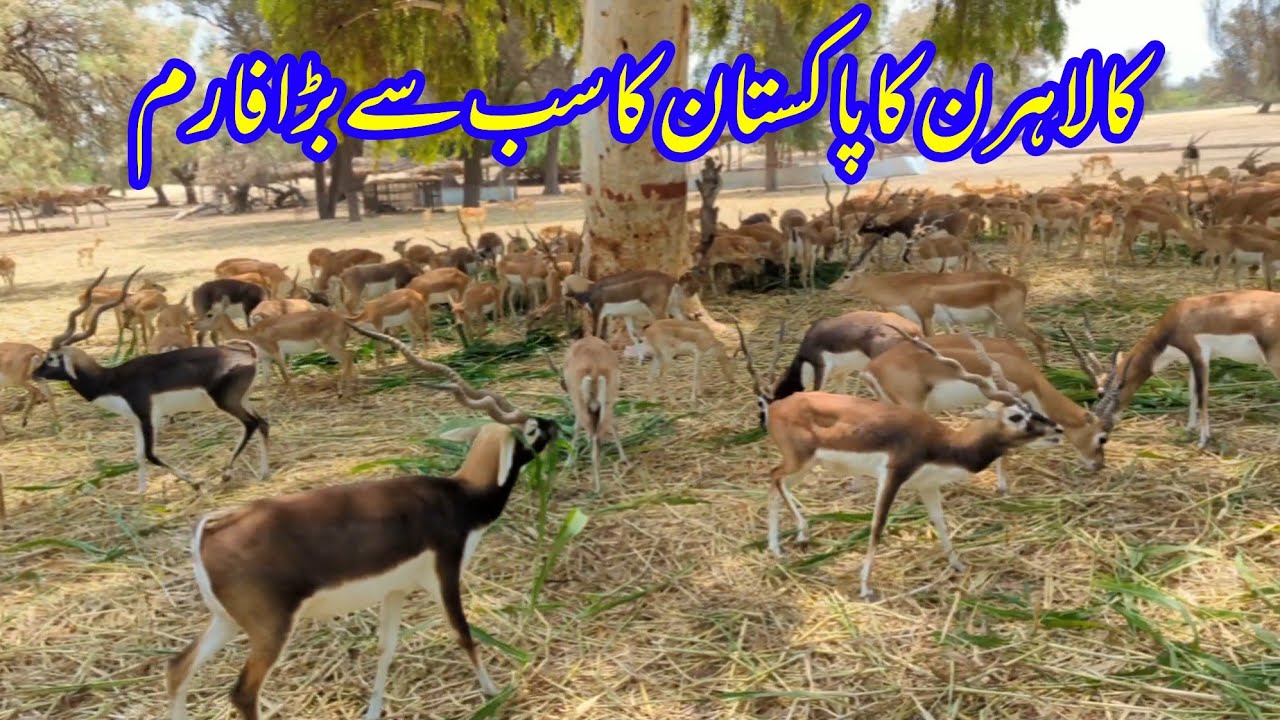 Deer farming in Pakistan | biggest black Buck farm of Pakistan | deer ...