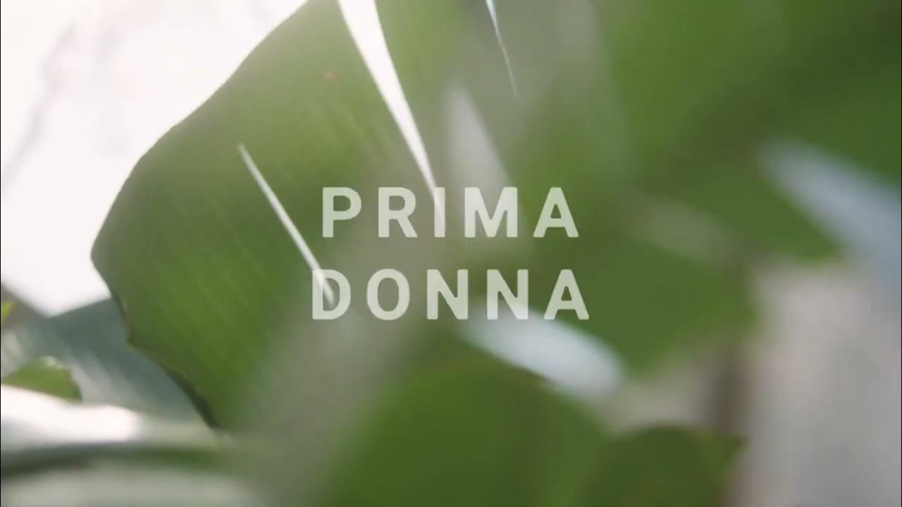 Ga voor de Vrouwelijke & Frisse Look met PrimaDonna Nuzha! - YouTube