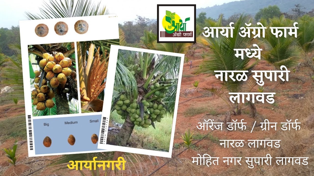 Coconut Plantation | नारळ सुपारी लागवड | Arecanut Plantation | Aarya ...