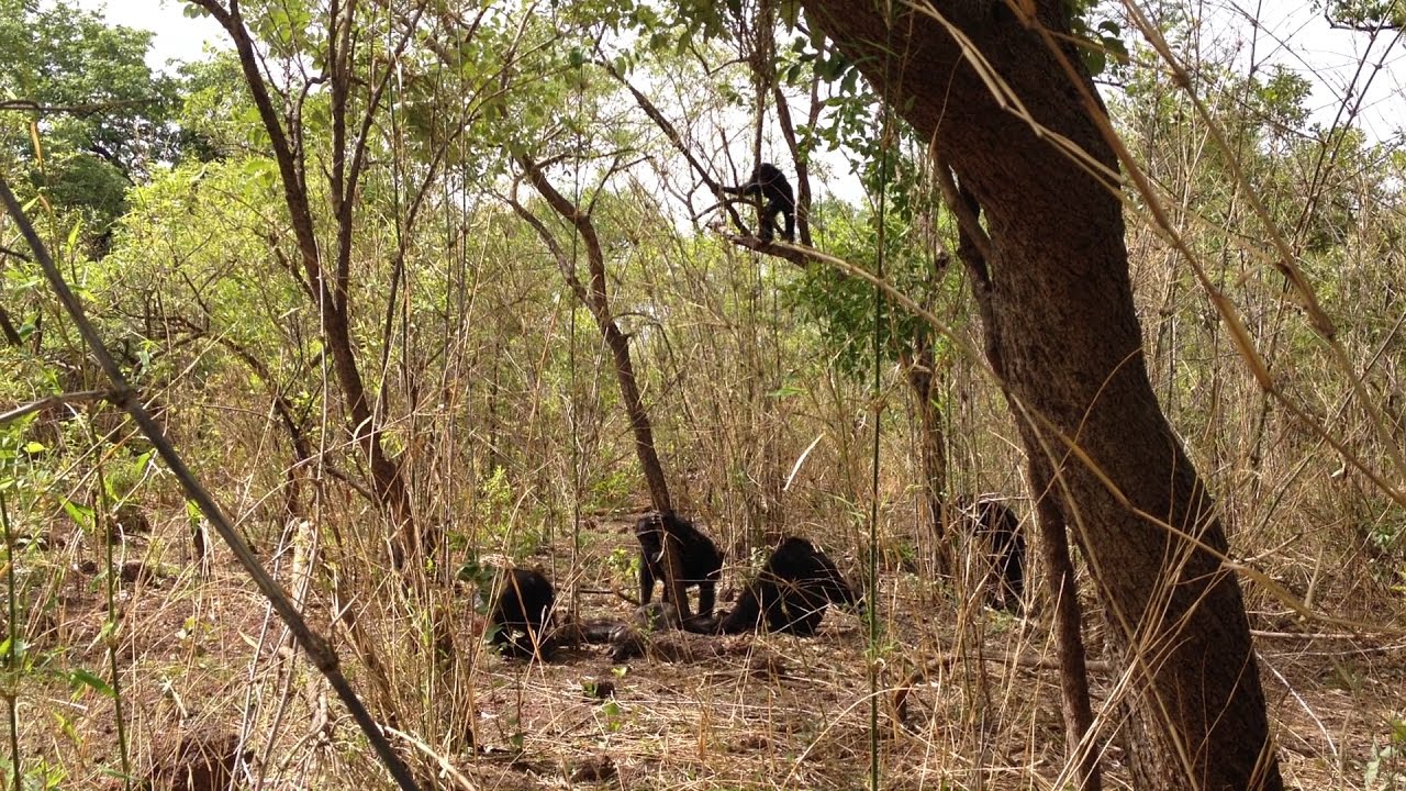 ISU anthropologist witnesses rare, lethal aggression in African chimps ...