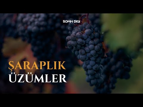 Dünyanın En Popüler Şaraplık Üzümlerin İsimleri Nelerdir?