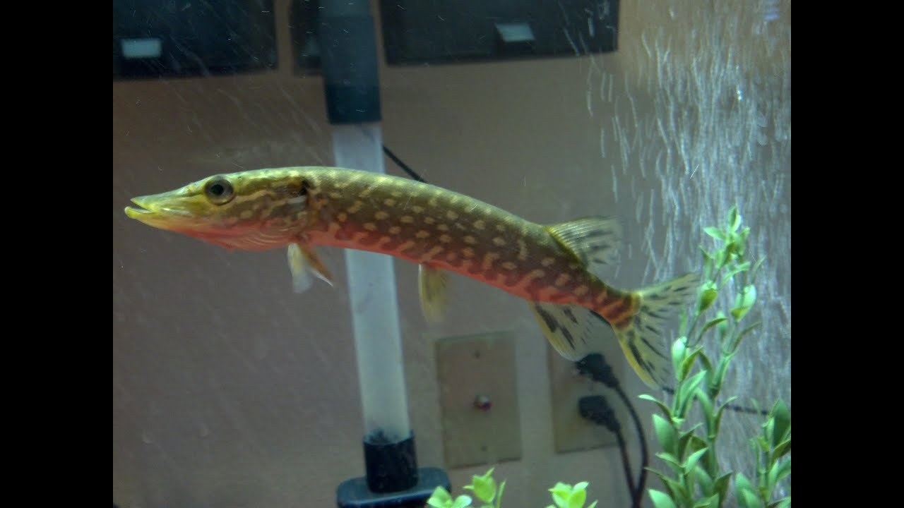 Northern Pike Feeding/Attack Compilation - YouTube