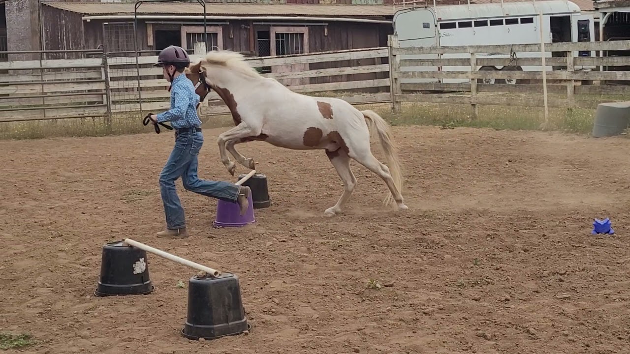 204 Class 55 Mini Pony In Hand Jumping - YouTube