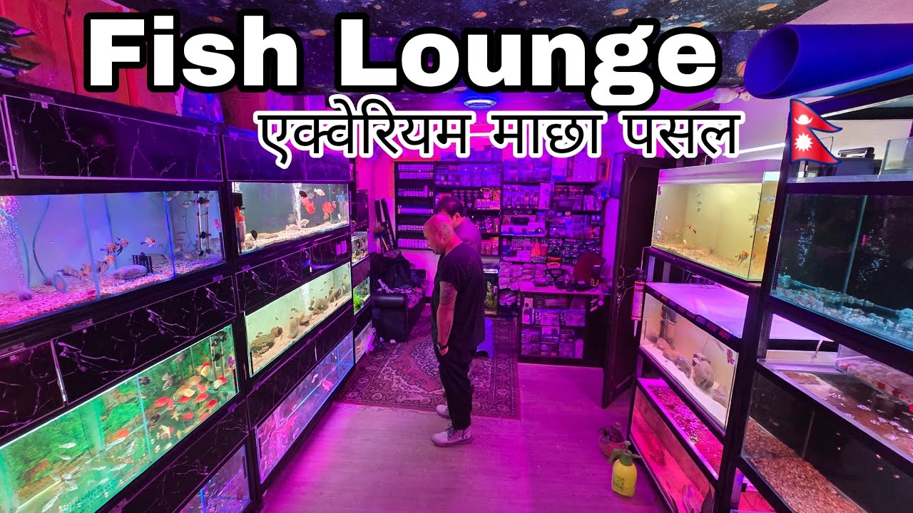 Exploring Fish Lounge Amazing Aquarium store #fishvlog # ...