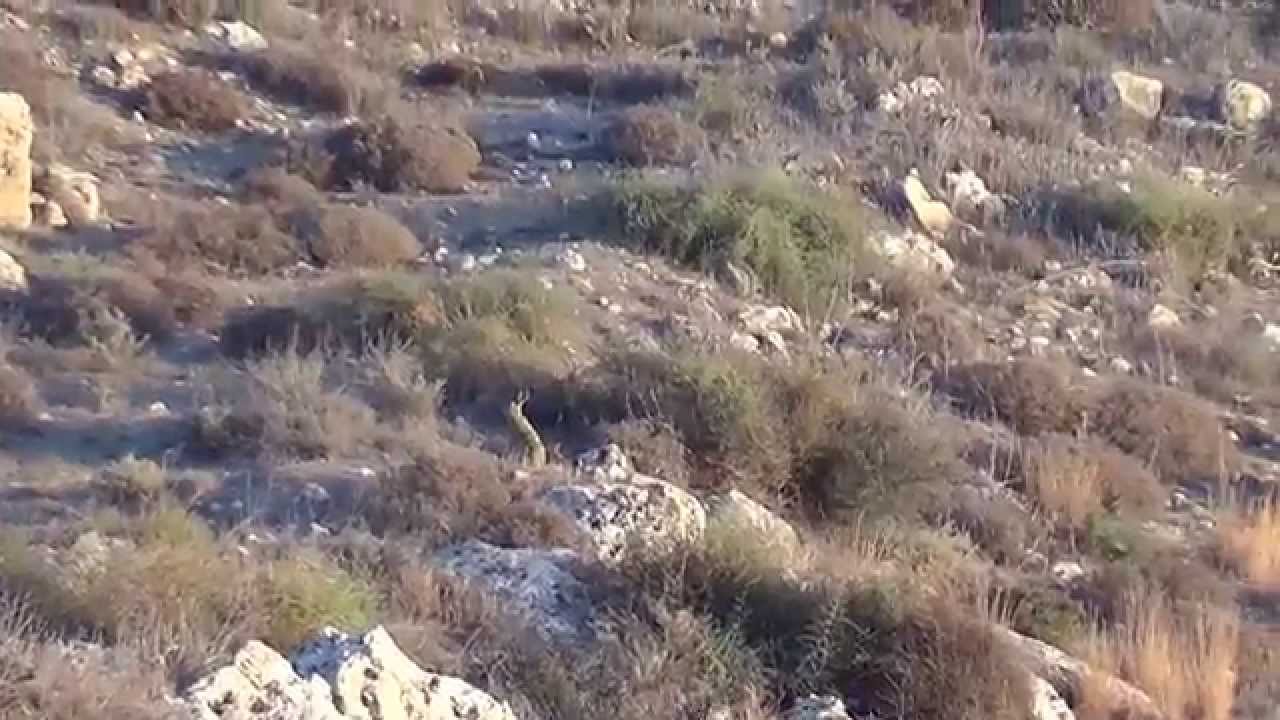 Kinigi lagou - YouTube