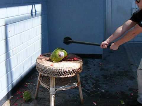 Cold Steel Battle Mace 90M Flanged - YouTube