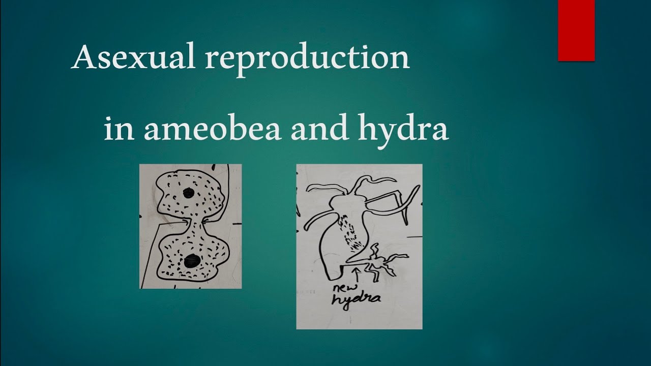 asexual reproduction || Binary fission in ameobea || budding in hydra ...