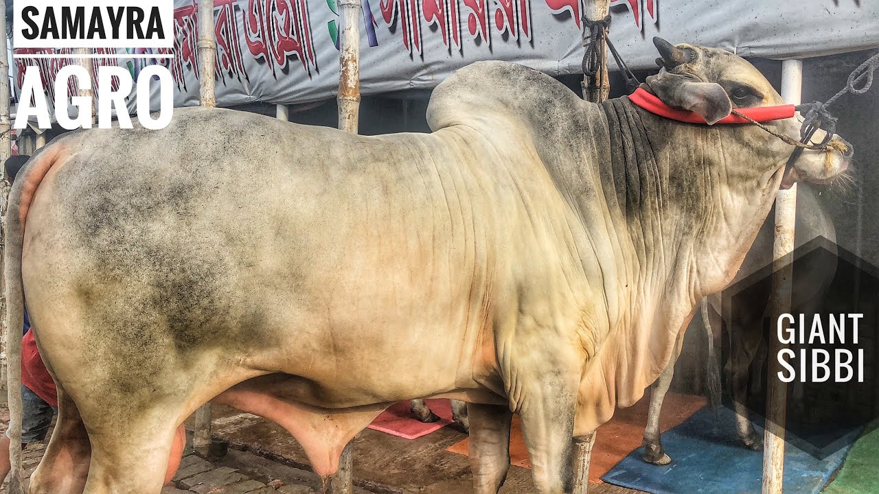 Huge Sibbi Bull | Samayra Agro | Keraniganj Firm | Kurbani Eid 2018 ...