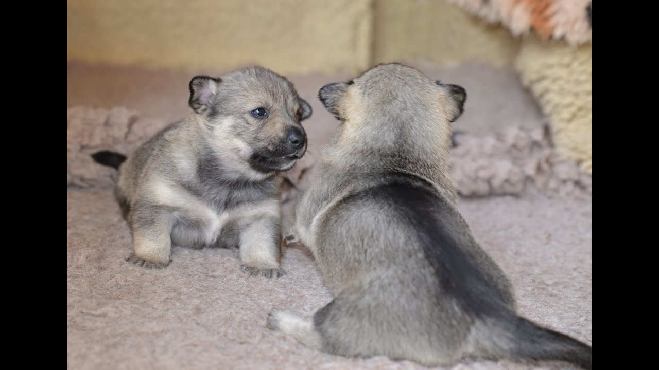 Happy puppy's, happy family. Nissa's pups 3 weeks old. - YouTube