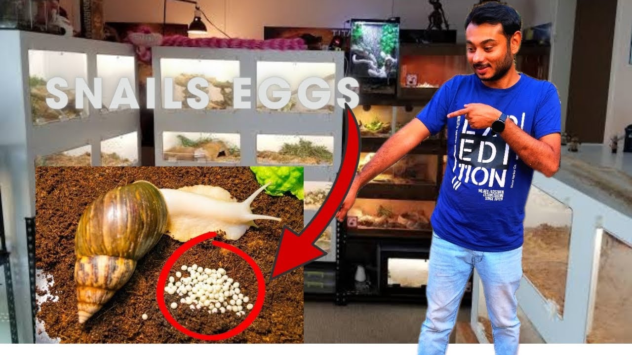 SNAILS BREEDING 😍 chote chote snails k eggs - YouTube