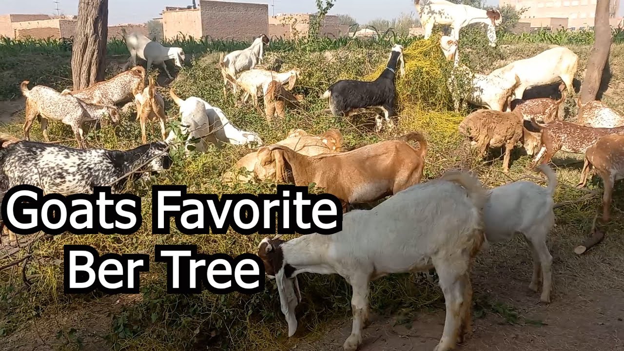 !! Serving My Goats Their Favorite Ber Tree Treat!! Goats Enjoy Their ...