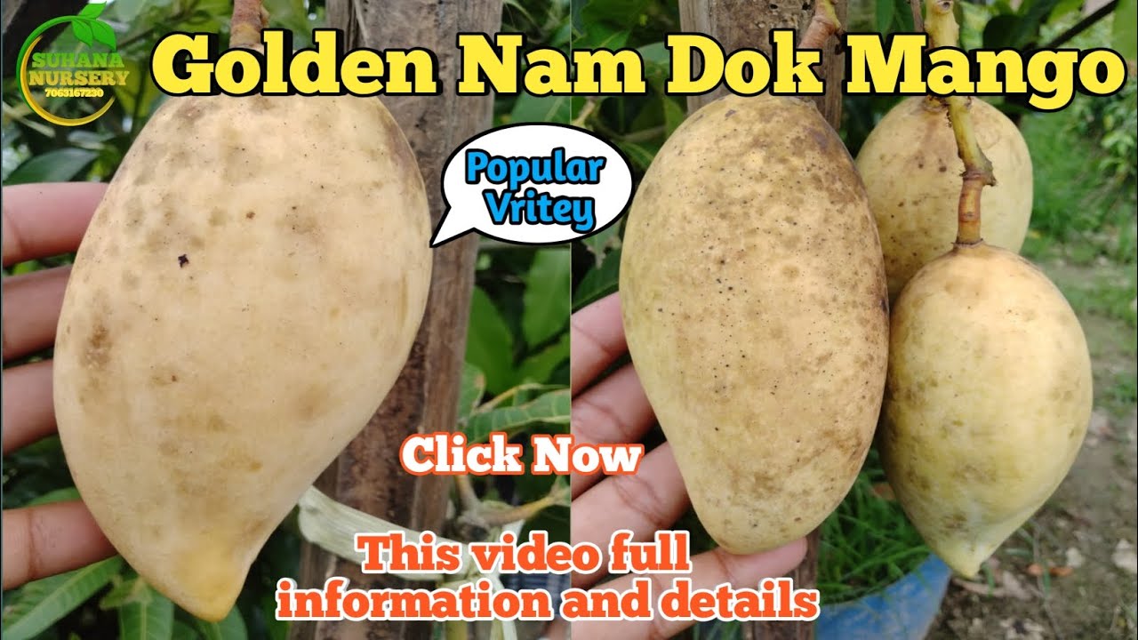 Golden Nam Dok Mai Mango is famous mango Once you play it, you will ...