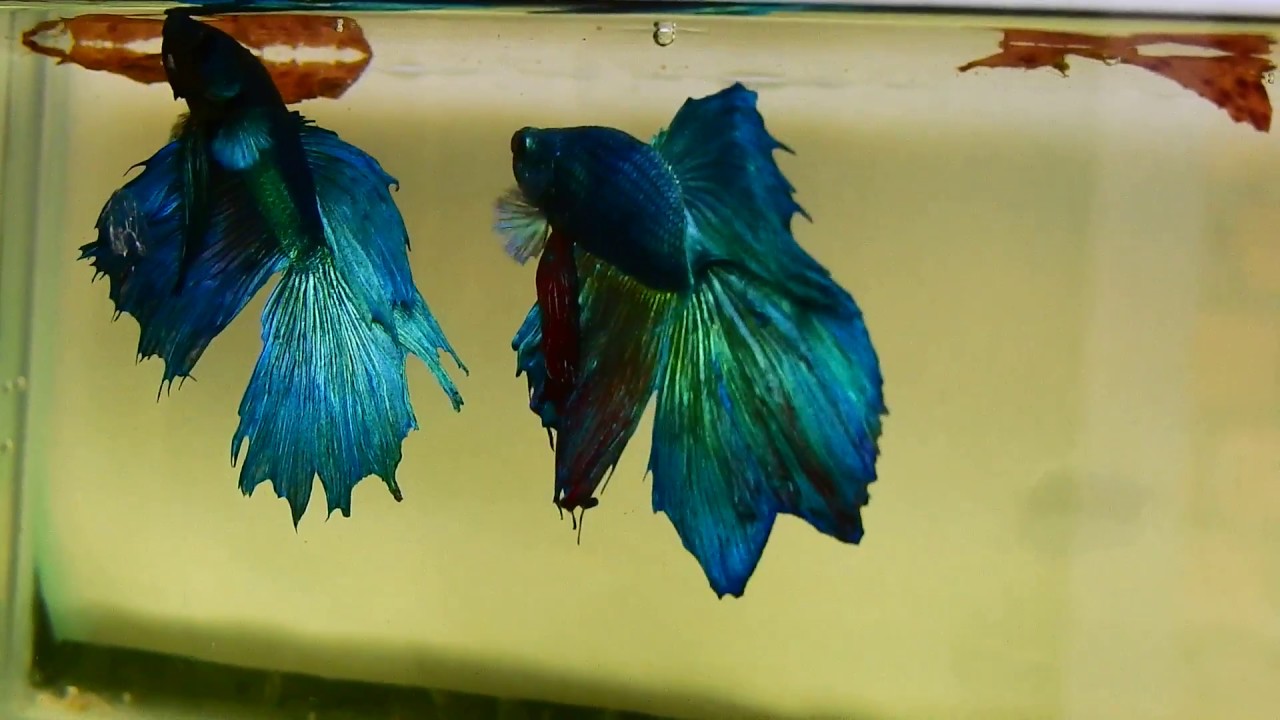 Betta Fish Super Blue Haftmoon Butterfly Tail Vs Blue Halfmoon - YouTube