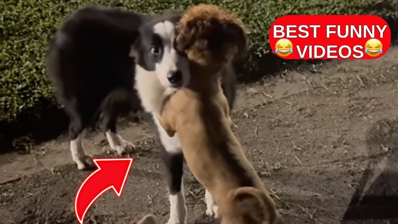 Best Funny Videos 😂 Funny Cats Videos And Dogs You Won’t Believe Are ...