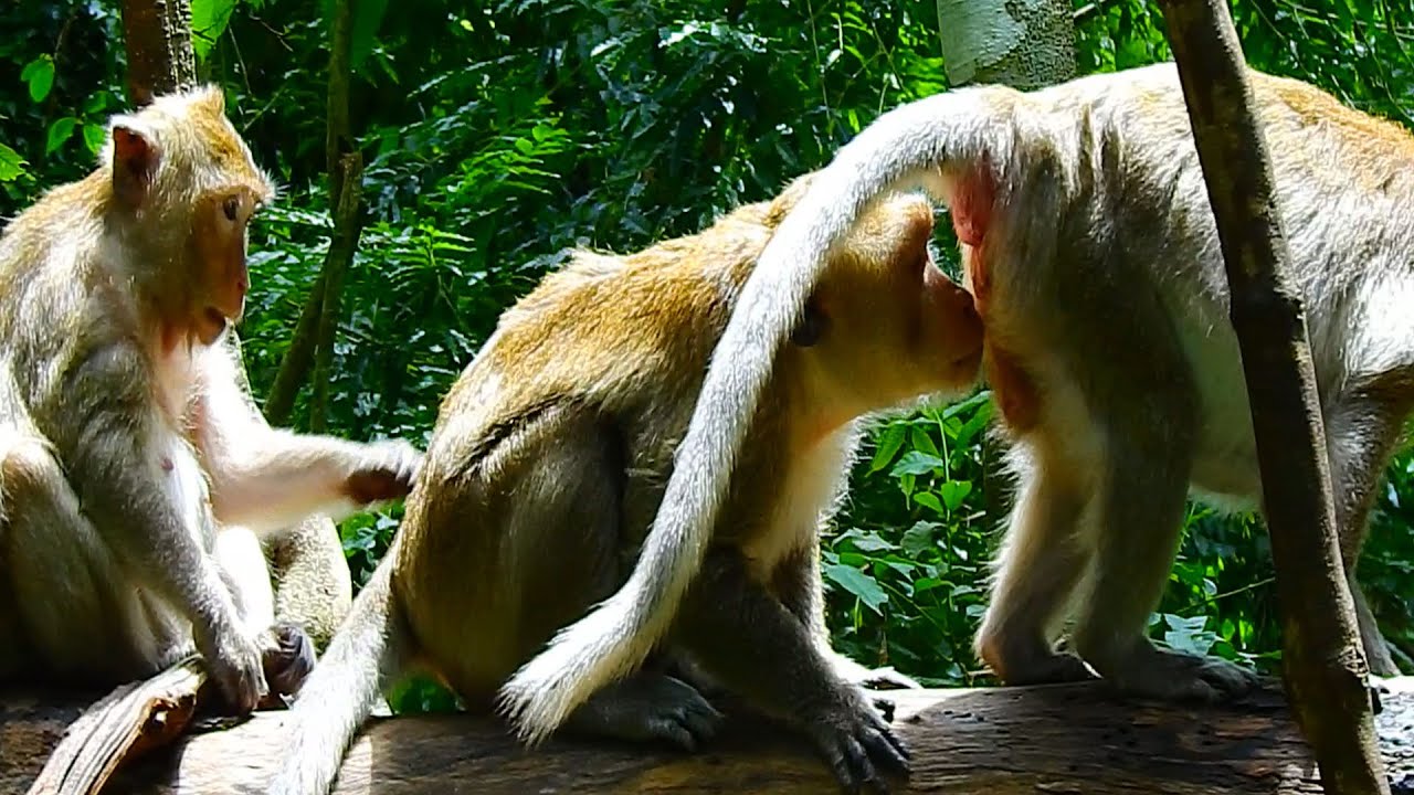 wonderful for Brutus JR to kisses Jane for to become a long life and to ...