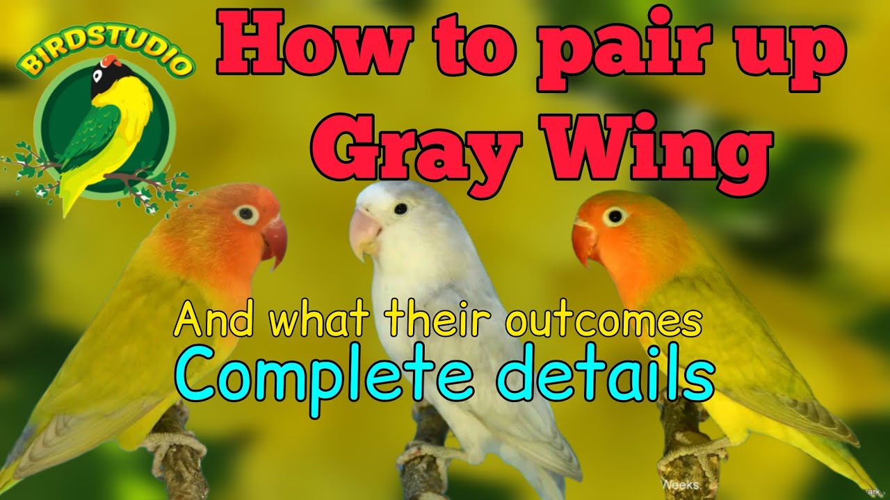 how to pairing greywing Lovebirds & what outcomes - YouTube