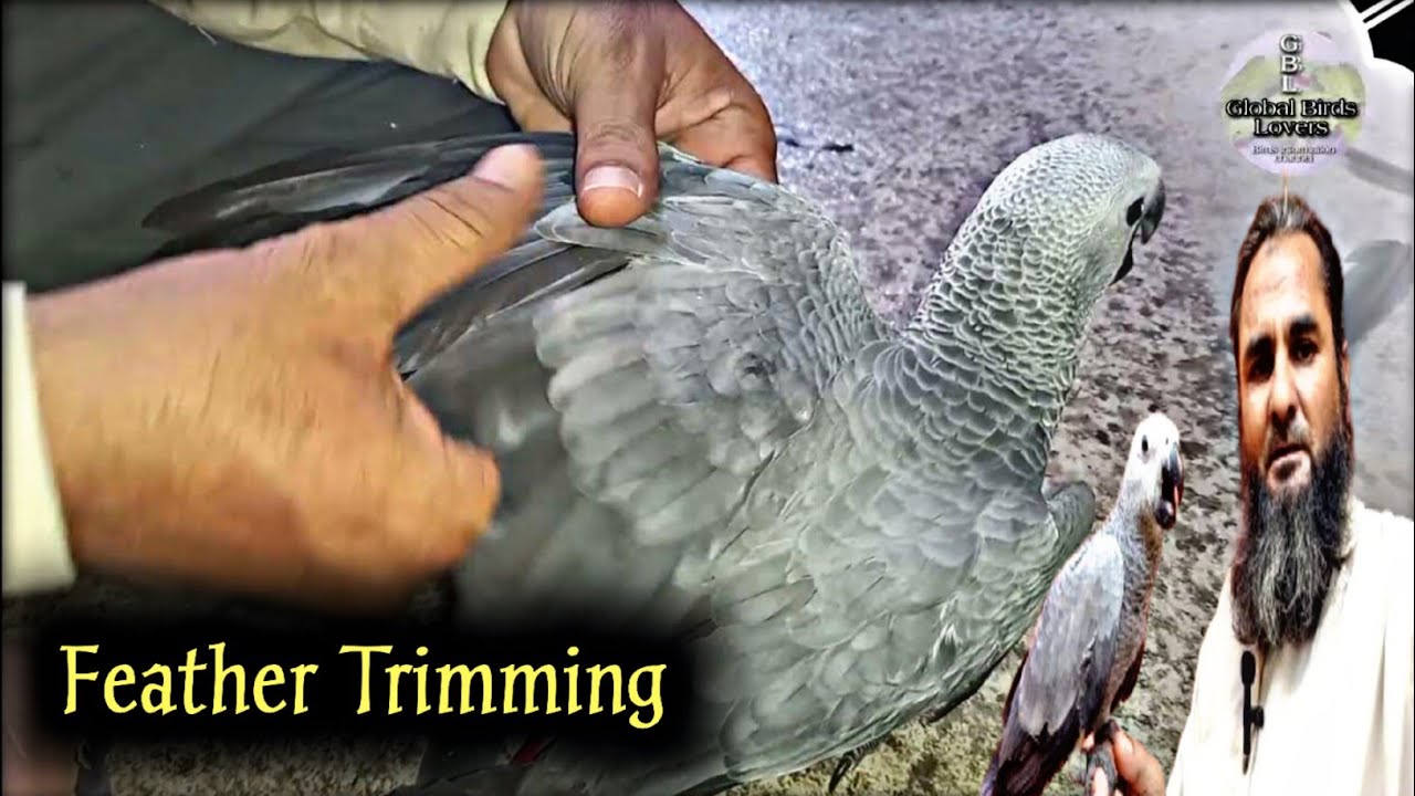 How To Trim African Grey Parrot Wings|Grey Parrot Feather Cutting ...