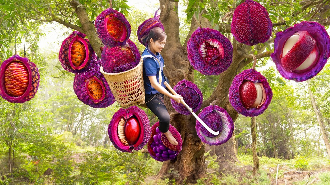 Women harvest strange wild custard apples that go to market sell - how ...