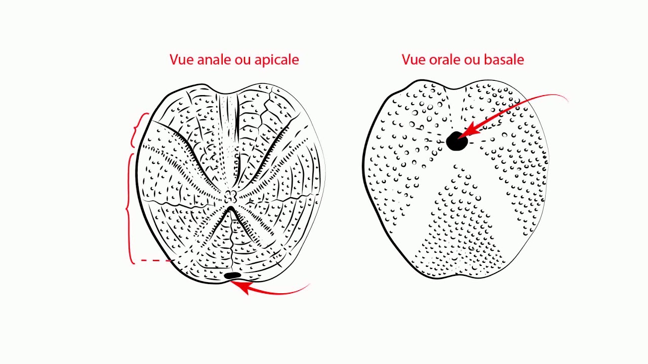 TP Paléontologie L2 - Les Echinodermes (par Mme Ruault-Djerrab) - YouTube
