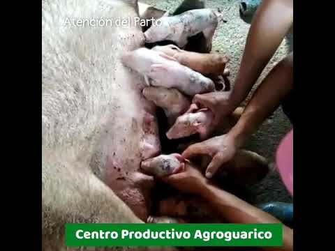 Atención del Parto Cerda