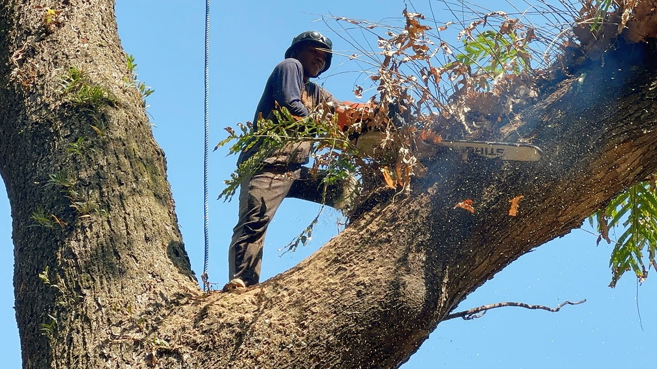 Water Blast… Felling trembesi tree on the edge of the river‼️ - YouTube