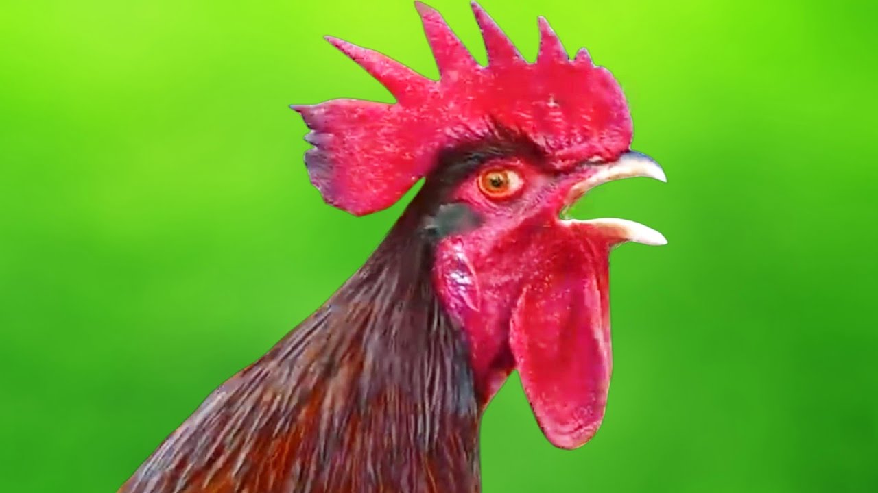 Rooster Crowing 2022 - rooster crowing sounds effect - YouTube