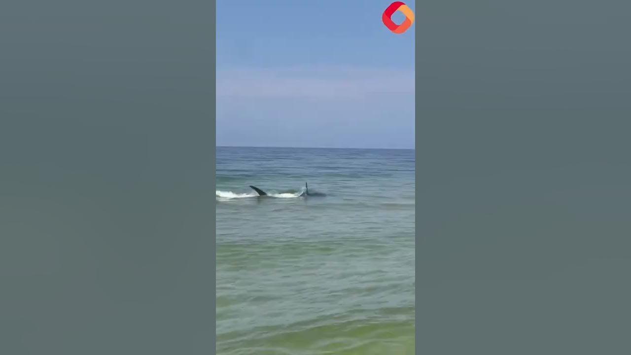Shocking moment hammerhead shark attacks STINGRAYS as shocked beach-goers flee water - YouTube