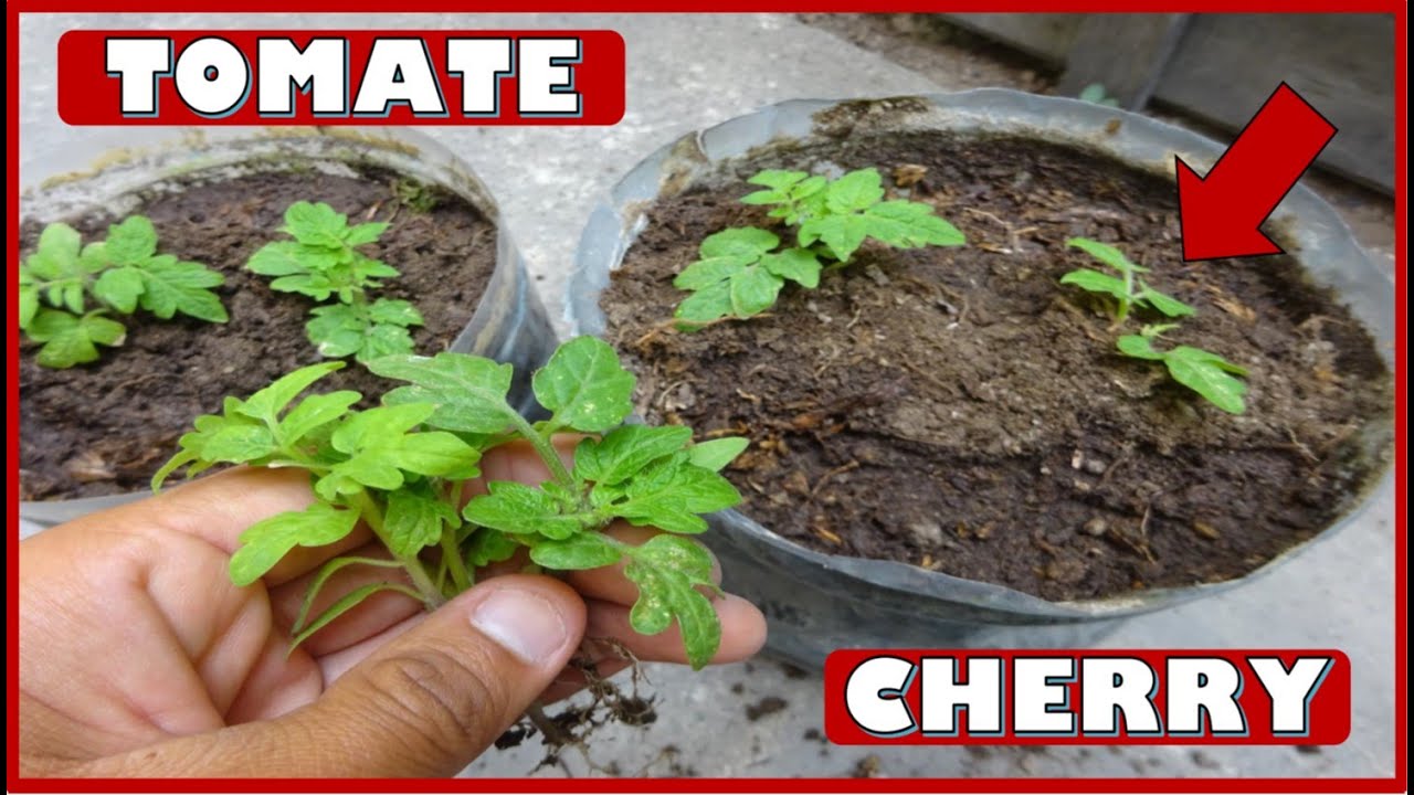 APRENDE A SEMBRAR Y TRASPLANTAR ALMACIGOS - SEMILLEROS DE TOMATE CHERRY ...